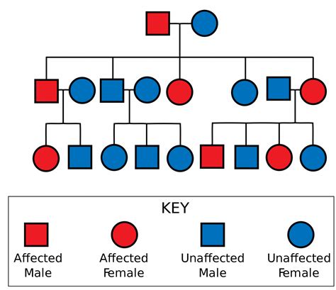 5 13 Mendelian Inheritance Human Biology