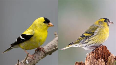 Pine Warbler Vs Goldfinch 4 Key Differences Songbirdhub