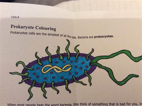 Prokaryotes Flashcards Quizlet