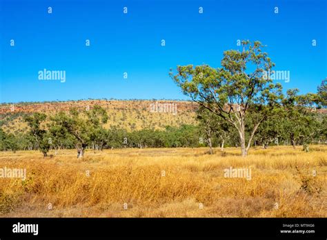 Savannah Eucalyptus Woodlands Along The Gibb River Road Kimberley Wa