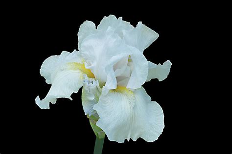 Iris012 Photograph By Isabela And Skender Cocoli Pixels