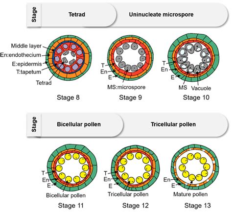 Exploration Of Sugar And Starch Metabolic Pathway Crucial For Pollen Fertility In Rice