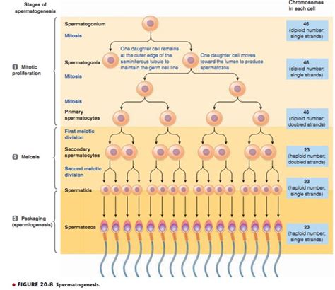 Stages Of Spermatogenesis ~ Bahrian Doctors