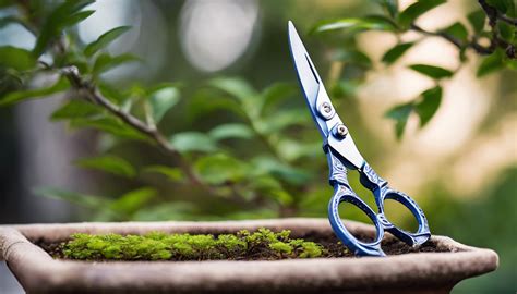Choosing The Best Bonsai Tree Scissors Bonsai Care And Maintenance