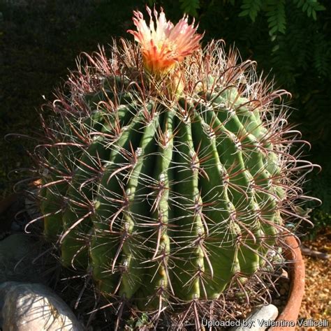 Ferocactus Wislizeni Alchetron The Free Social Encyclopedia