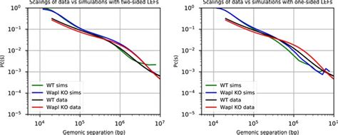 Figures And Data In Chromosome Organization By One Sided And Two Sided Loop Extrusion Elife