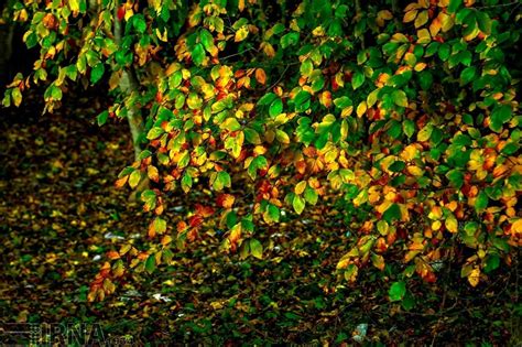 Asalem Khalkhal Irans Most Picturesque Forest Route Surfiran