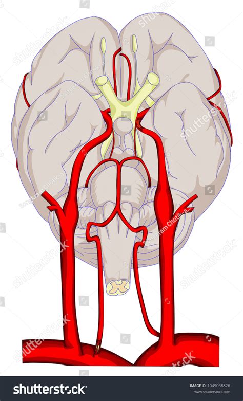 Right Cerebral Artery Stenosis Over 1 Royalty Free Licensable Stock Illustrations And Drawings