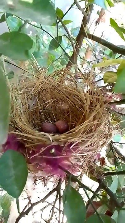 Pugad Nang Ibon At Yong Kanilang Itlog Bantay Sarado Nila ️ Youtube