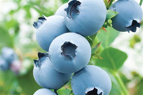 Fall Creek Sekoya® Blueberry Varieties For Commercial Growers