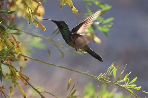 El Parque Nacional Amboró En Peligro De Extinción Datos Bo