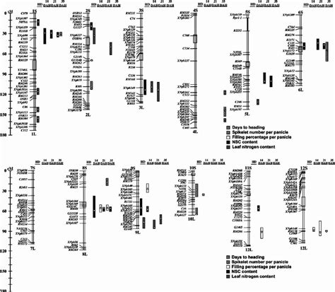 Mapping Of Qtls For Five Traits Associated With Grain Filling At Download Scientific Diagram