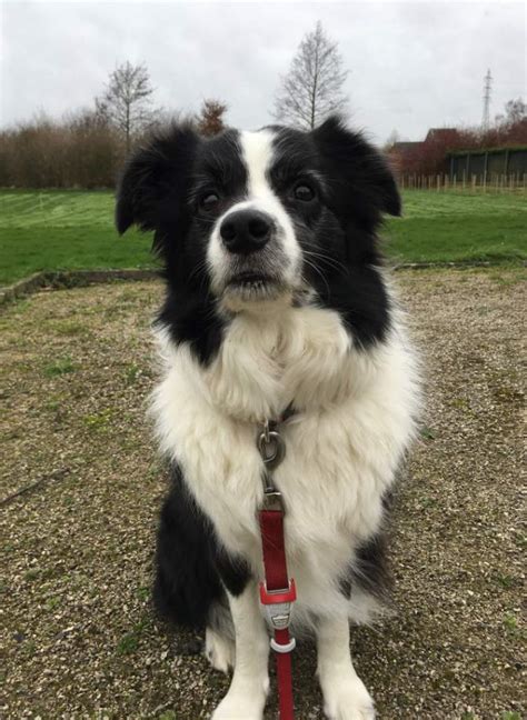 Solve Border Colli Jigsaw Puzzle Online With 12 Pieces