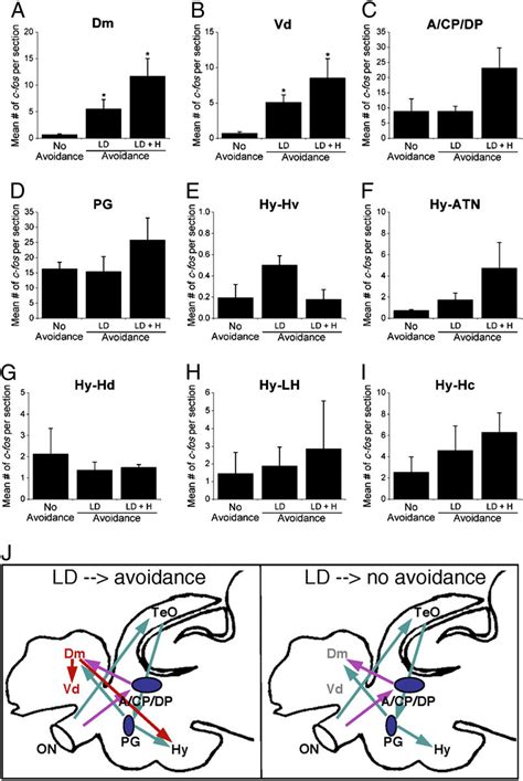 Quantification Of C Fos Expression Reveals Differential Activation Of Download Scientific
