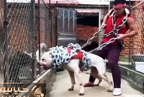 16 عکس از شعر سعدی با نوشته هایی که دل را میبرد