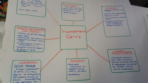 Female Reproductive System Concept Map Map