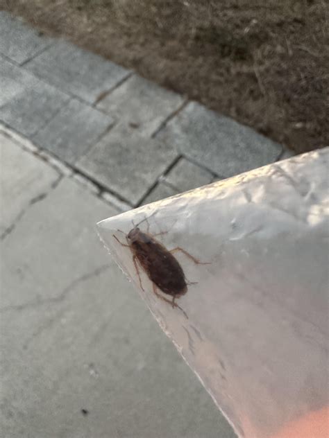 Cockroach Identification R Whatsthisbug