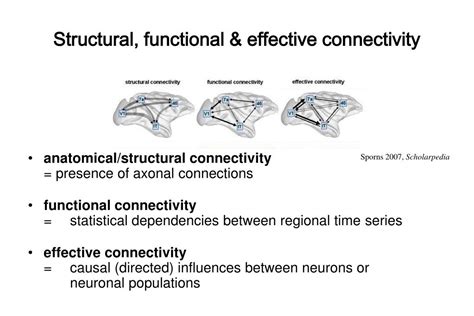 Ppt Models Of Effective Connectivity And Dynamic Causal Modelling Dcm Powerpoint Presentation
