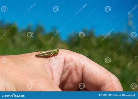 Camping A Grasshopper On His Hand Stock Image Image Of European