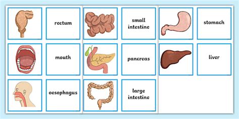 Digestive System Matching Activity Twinkl
