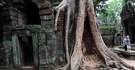 [캄보디아 여행 ①]나무의 습격 타프롬 사원