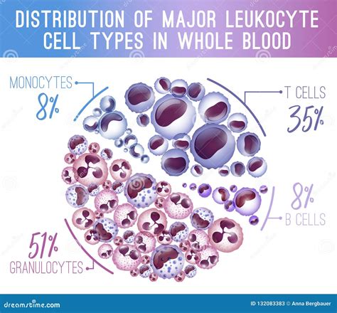 Major Leukocytes Types Scheme Cartoon Vector 132083383