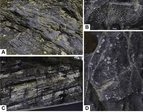 Carbonate Platform Deposits A Middle To Thick Bedded Massive