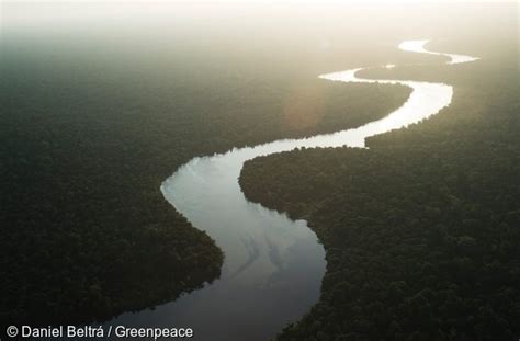 가축 사료로 사용되는 대두 아마존 파괴한다