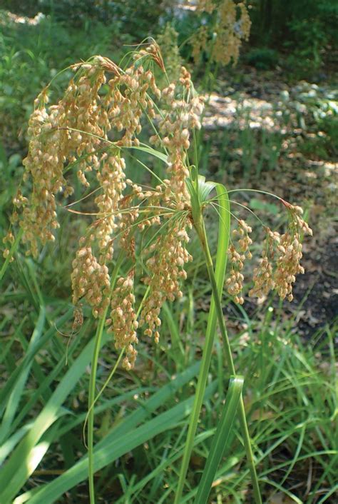 Scirpus Cyperinus Norview Gardens Ltd