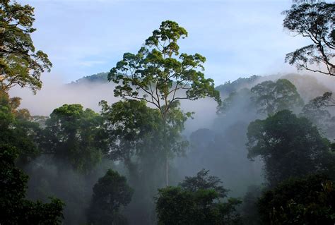 Danum Valley Small Group Tours To Borneo