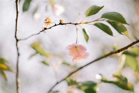 가디건 가지 개화 갱생 갱신 경치가 좋은 계절 계절의 변화 고요한 공원 긴 머리 꽃 꽃 시간 꽃무늬 꽃이 피는 꽃잎 나무 낭만적인 더 따뜻한