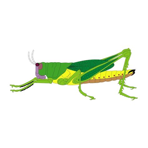 Grasshopper Pump Vectors And Illustrations For Free Download Freepik