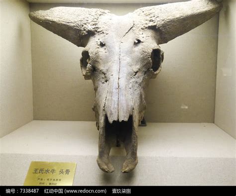 王氏水牛高清图片下载红动中国