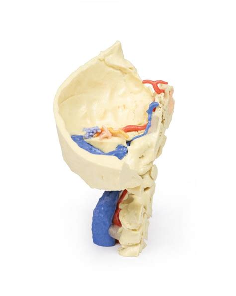 Temporal Bone Model Set Of 3 Australian Physiotherapy Equipment