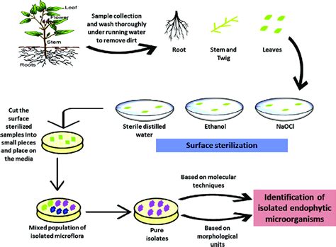 Isolation And Identification Procedure Of Endophytic Microflora Download Scientific Diagram