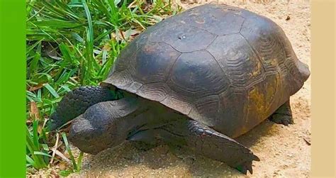 Gopher Tortoise Talk At Anastasia St Augustine Fl