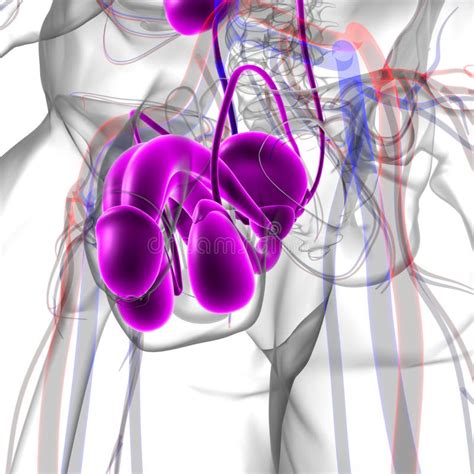 Male Reproductive System Anatomy For Medical Concept 3d Rendering Stock Illustration