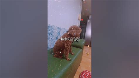 엄마 모자에서 빠진털 내꺼야11 일상 놀고 사랑스럽게 Youtube