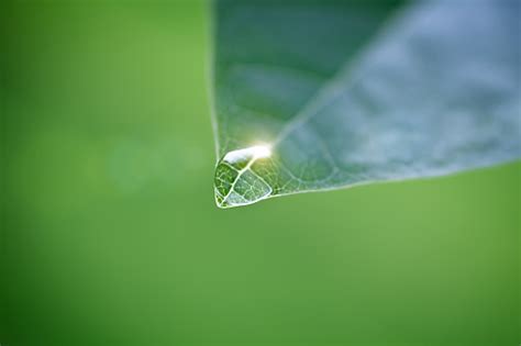 녹색 잎 매크로에 투명 한 빗물의 큰 아름 다운 방울 아침에 이슬방울이 햇볕에 빛납니다 자연에서 아름 다운 잎 감촉 자연스러운 배경 0명에 대한 스톡 사진 및 기타 이미지