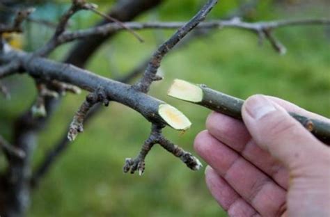 Пролетно присаждане на овощни дръвчета Български Фермер