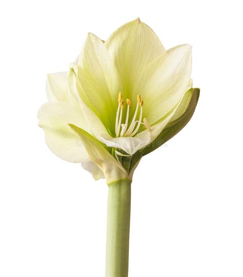 Hippeastrum Amaryllis Siberia On A White Background Stock Image