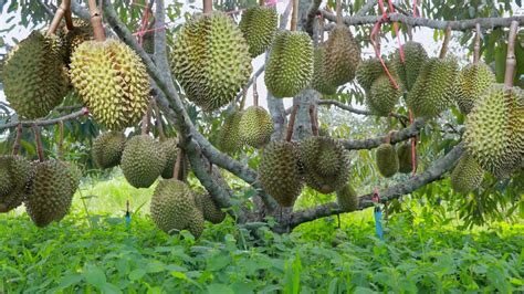 Durian Fruit Tree
