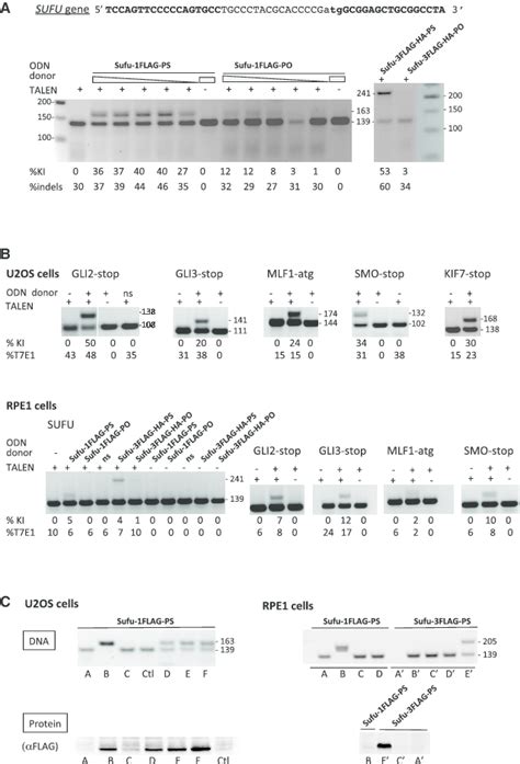 efficient tag sequence insertion of more than 100 bp using modified download scientific diagram