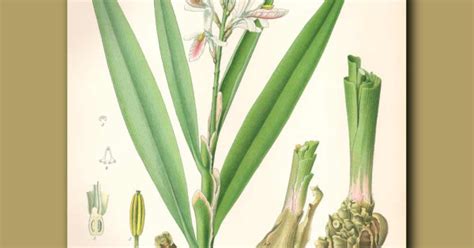 Lesser Galangal Genuine Antique Print For Sale