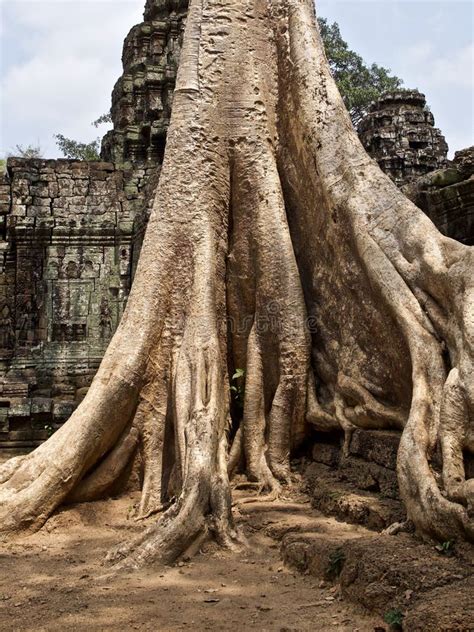 Huge Trees With A Powerful Root System Stock Photo Image Of Radix Immense 159430402