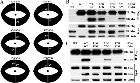 Figure 4 From Determinants Of 14 3 3σ Protein Dimerization And Function In Drug And Radiation