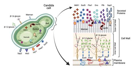 The Role Of B Cells And Antibodies Against Candida Vaccine Antigens In
