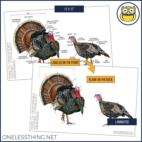 Turkey Anatomy Diagram
