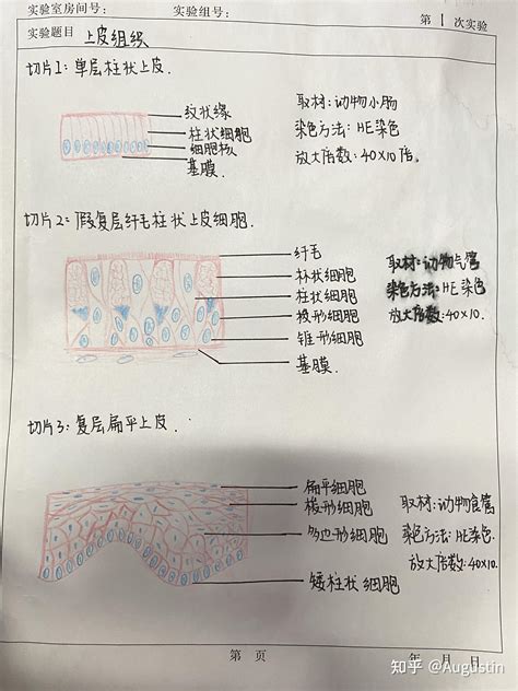 记录下俺的组织学与胚胎学红蓝铅笔手绘图 知乎