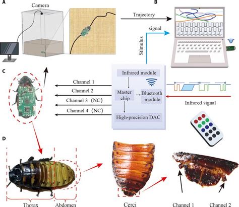 The Cyborg Insect Is Composed Image Eurekalert Science News Releases